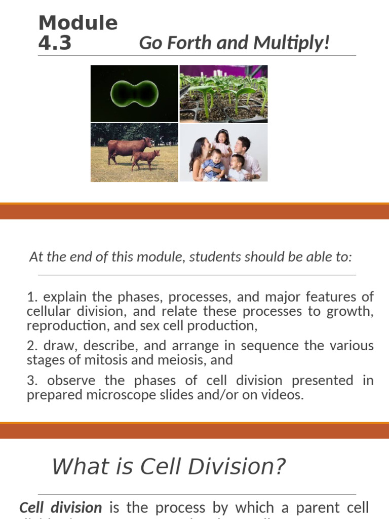 Lesson 4 3-Go and Multiply! (Cell Division) | PDF | Meiosis | Mitosis