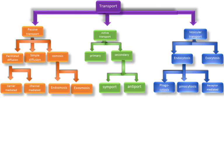 Transport: Passive Transport Vesicular Transport | PDF