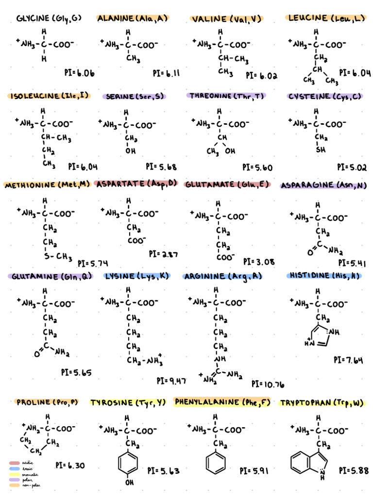 Amino Acids and Their pI Values | PDF | Biosynthesis | Biochemistry