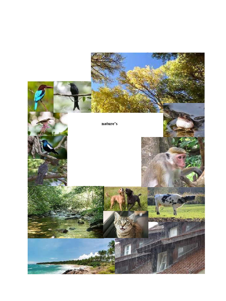 Nature vs. Man-Made Sounds Explained | PDF