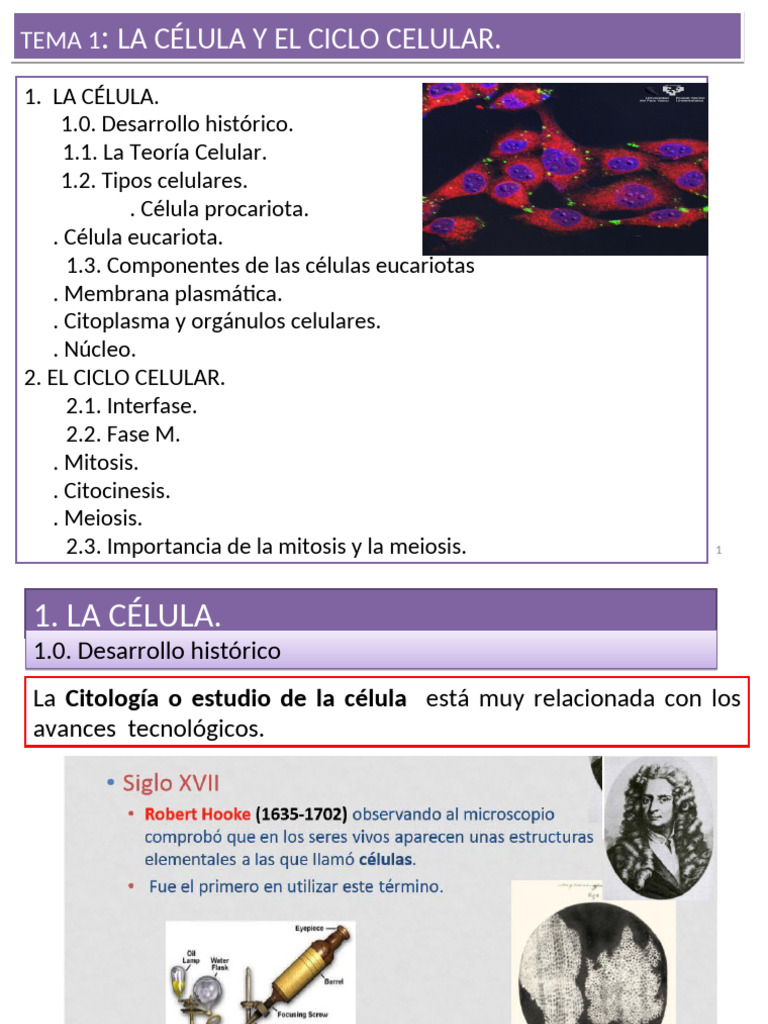 Células y Ciclo Celular: Tipos y Funciones | PDF | Biología Celular ...