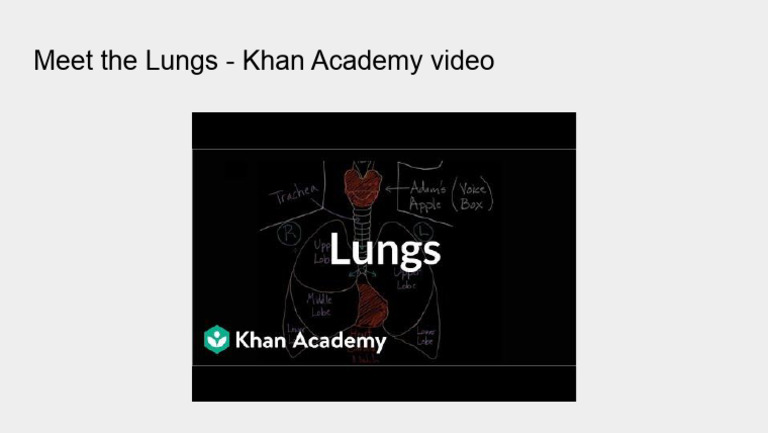 Meet the Lungs: A Khan Academy Guide | PDF