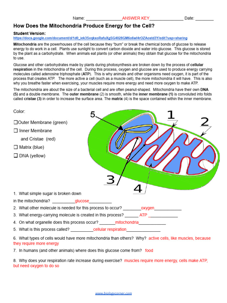 Energy Production in Mitochondria | PDF | Cellular Respiration ...