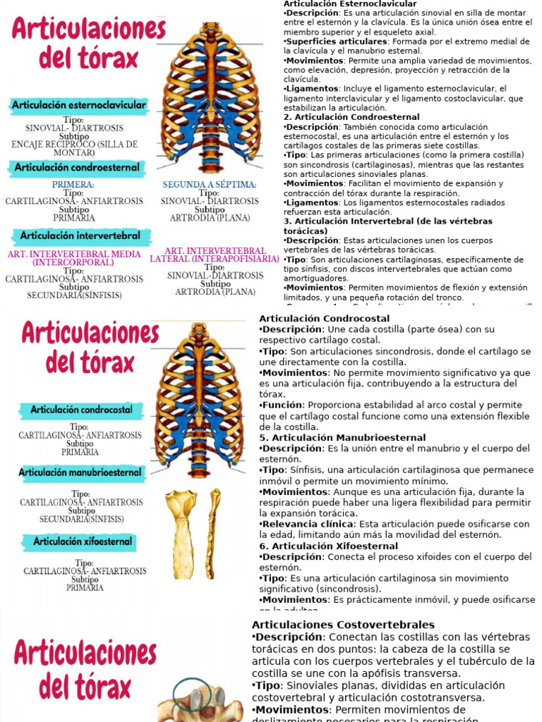 Articulaciones del Tórax: Tipos y Funciones | PDF | Articulación | Tórax