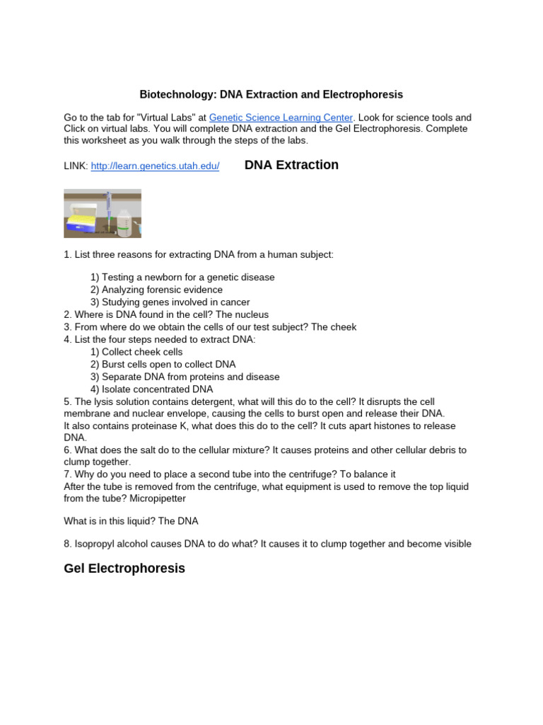 Activity:Biotech Biotechnology - DNA Extraction and Electrophore | PDF ...