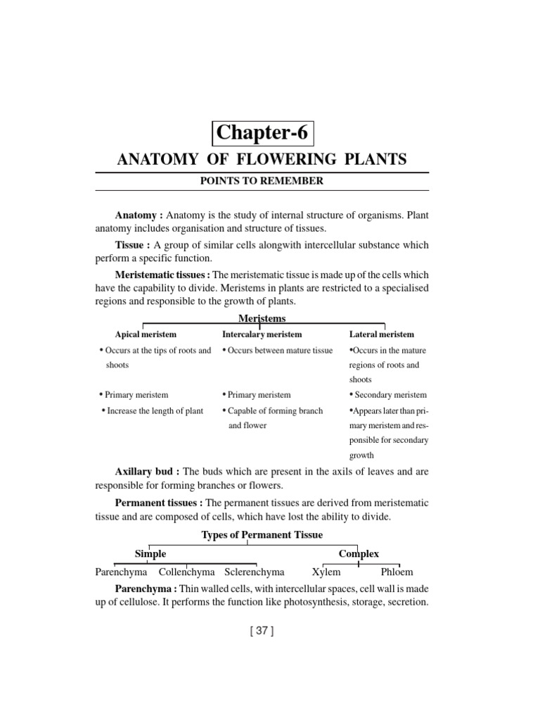 Anatomy of Flowering Plants - Class 11 | PDF | Plant Stem | Tissue ...