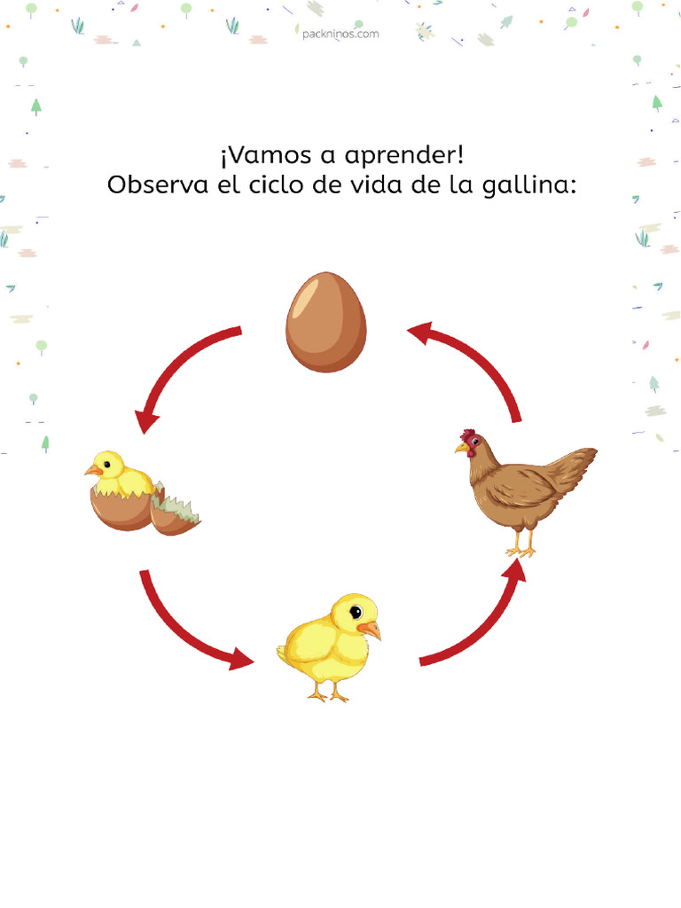 Ciclo de vida de la gallina | PDF