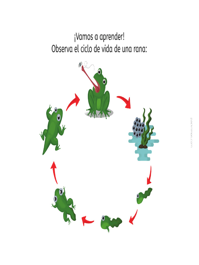 Ciclo de Vida de La Rana | PDF
