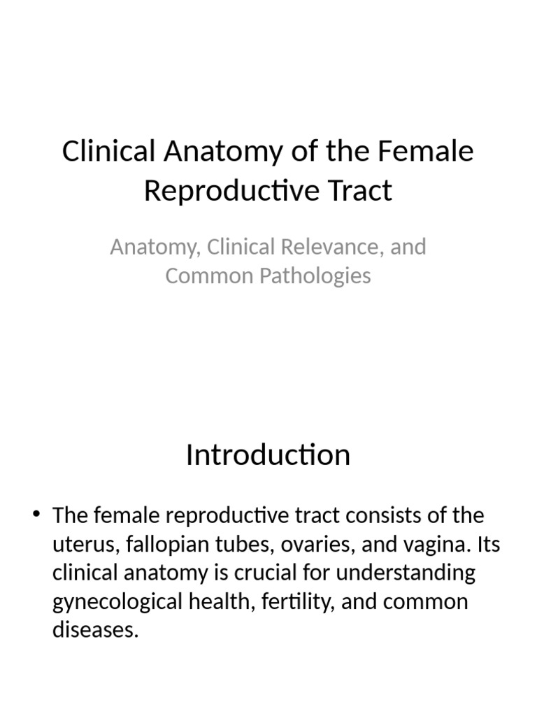 Female Reproductive Anatomy Overview | PDF