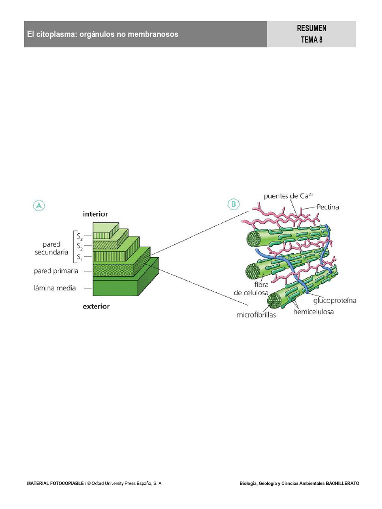 RESUMEN_T8 | PDF | Microtúbulos | Pared celular