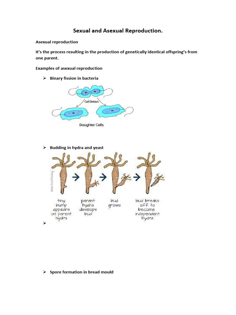 Sexual vs Asexual Plant Reproduction | PDF | Flowers | Sexual Reproduction