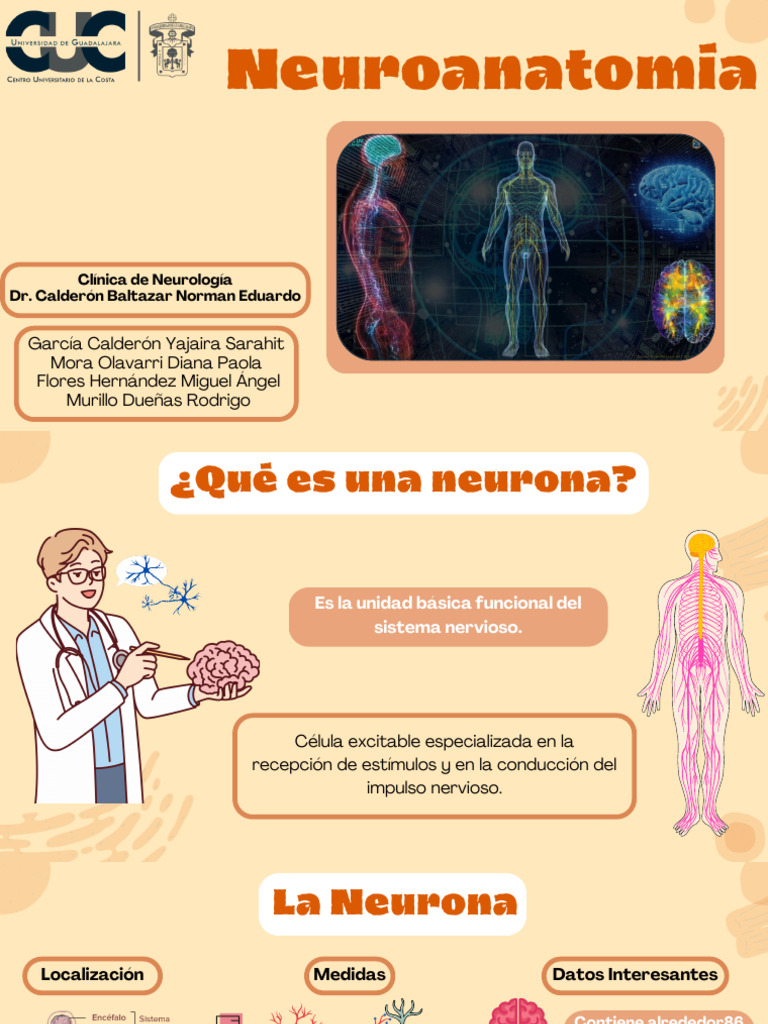 Estructura y Función de Neuronas | PDF | Sistema nervioso central ...