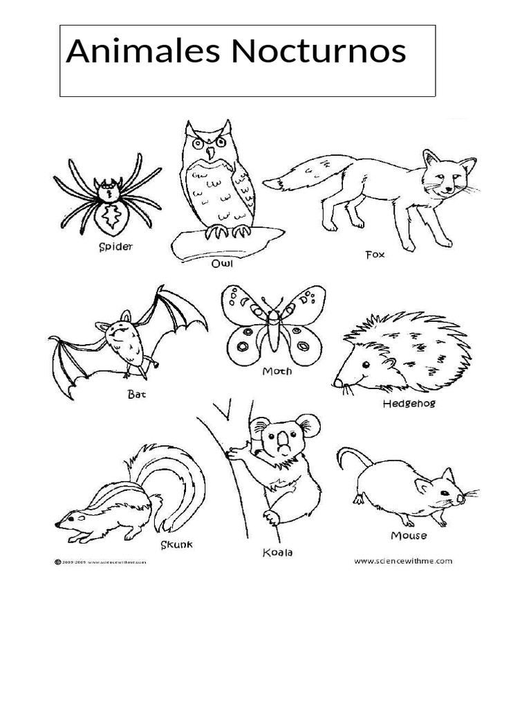 Animales Nocturnos | PDF