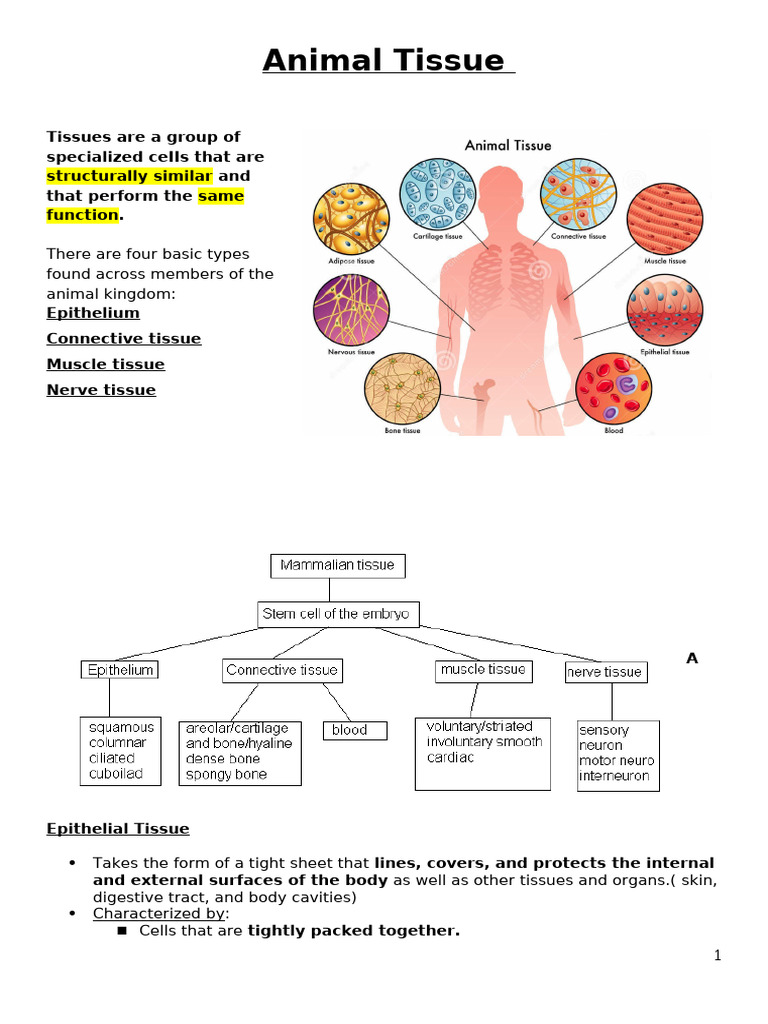 Animal Tissue Updated RS TEACHER 2024 R Final Version | PDF ...