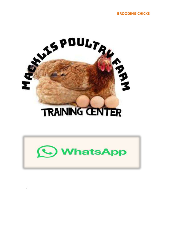 Brooding Chicks: A Beginner's Guide | PDF | Chicken | Birds