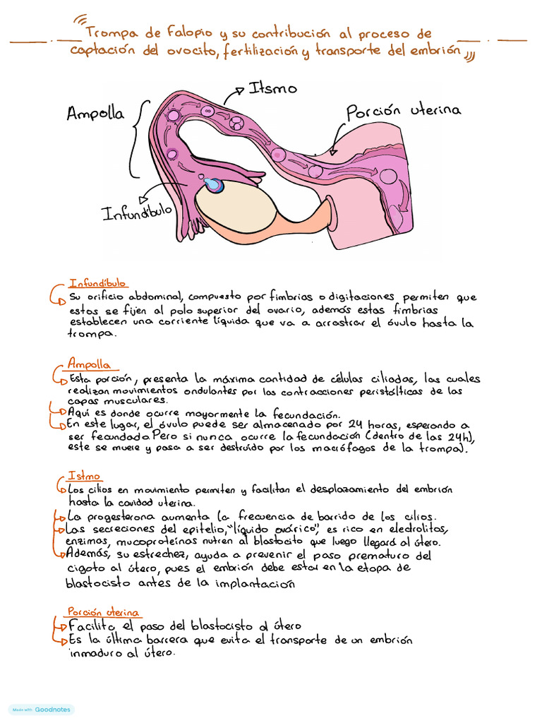 Partes de La Trompa de Falopio | PDF | Sistema Reproductor Femenino ...