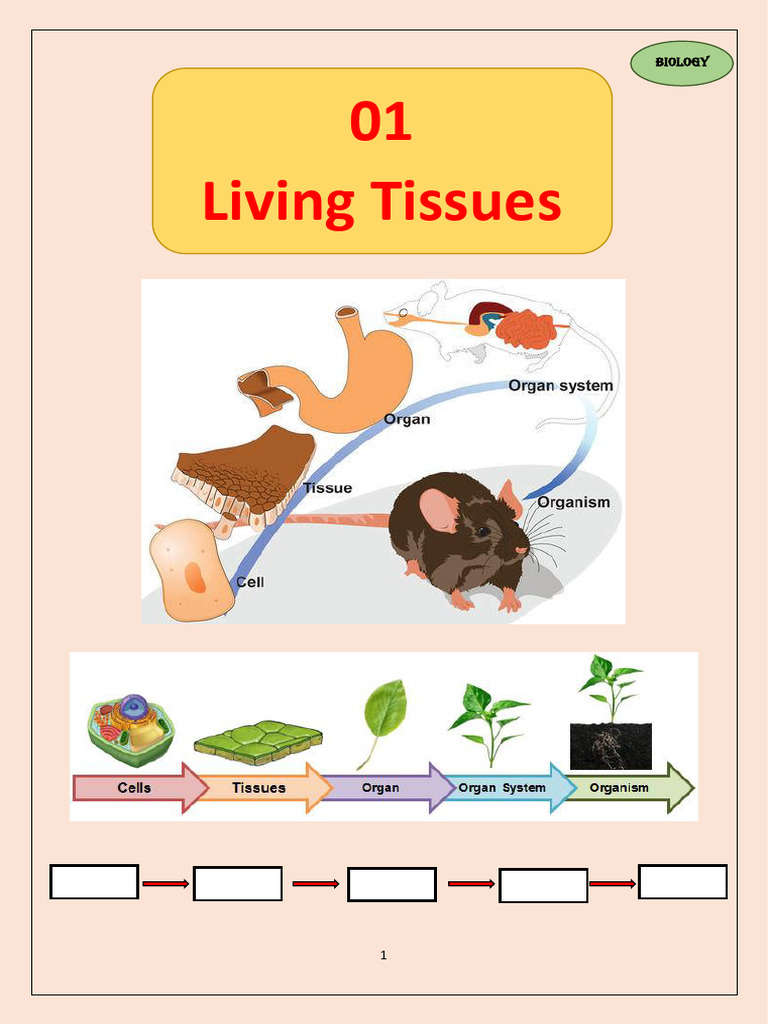 Understanding Living Tissues | PDF | Plant Stem | Tissue (Biology)