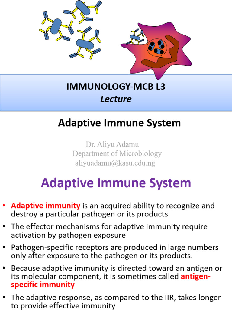 Overview of Adaptive Immunity | PDF | T Cell | Immune System