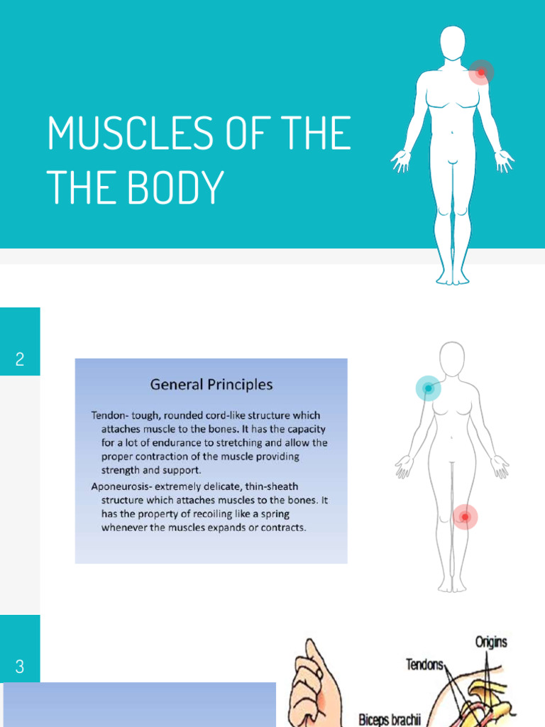 Muscle Anatomy | PDF
