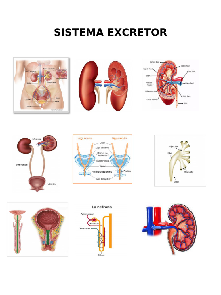 Sistema Excretor | PDF