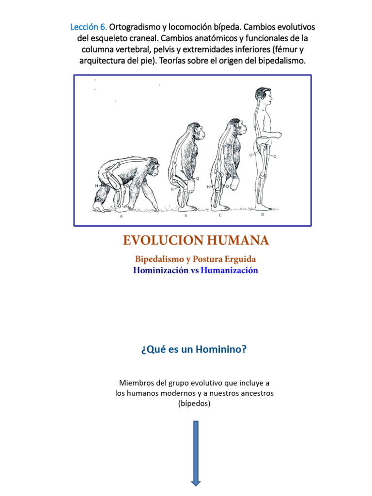 Evolución de la locomoción bípeda | PDF | Bipedalismo | Pelvis
