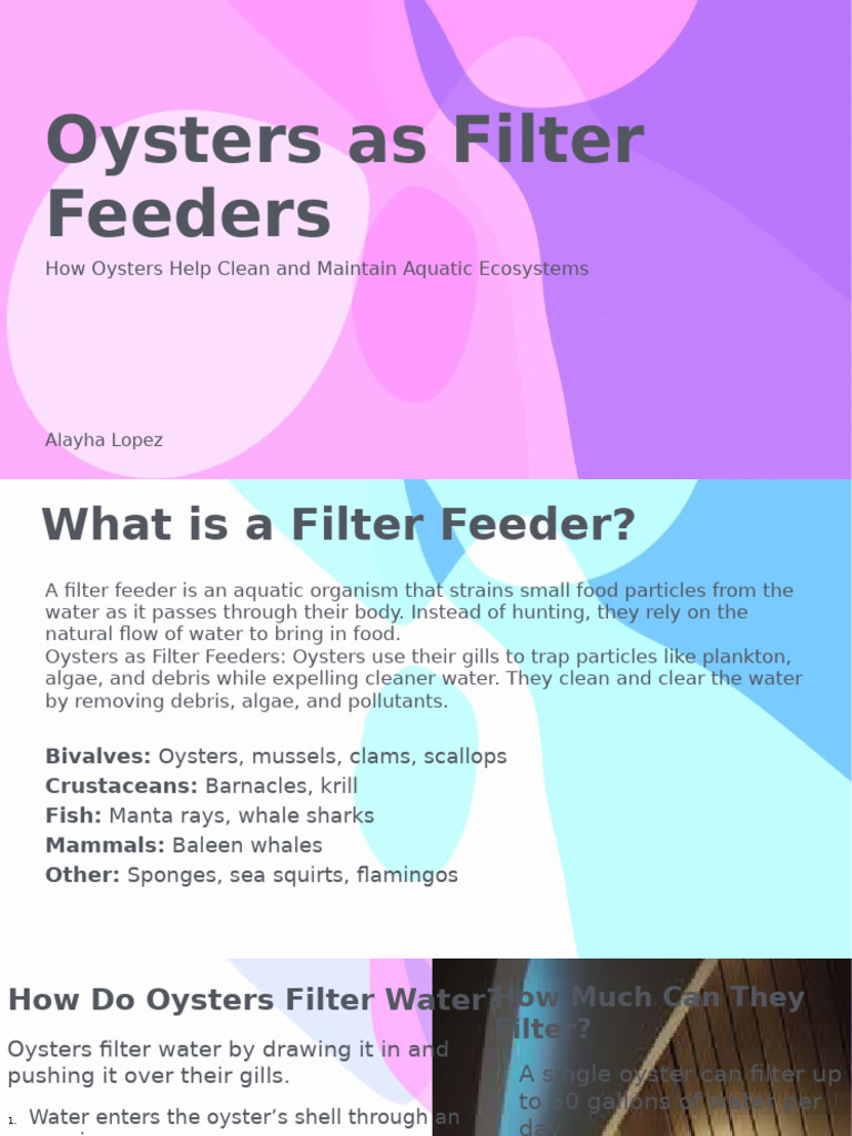 Oysters as Filter Feeders | PDF | Oyster | Hydrology