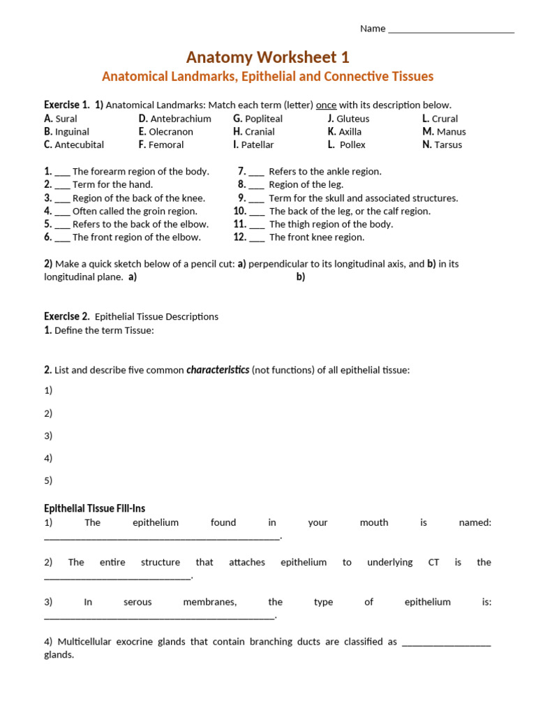 Epithelial and Connective Tissue Overview | PDF | Epithelium | Anatomy
