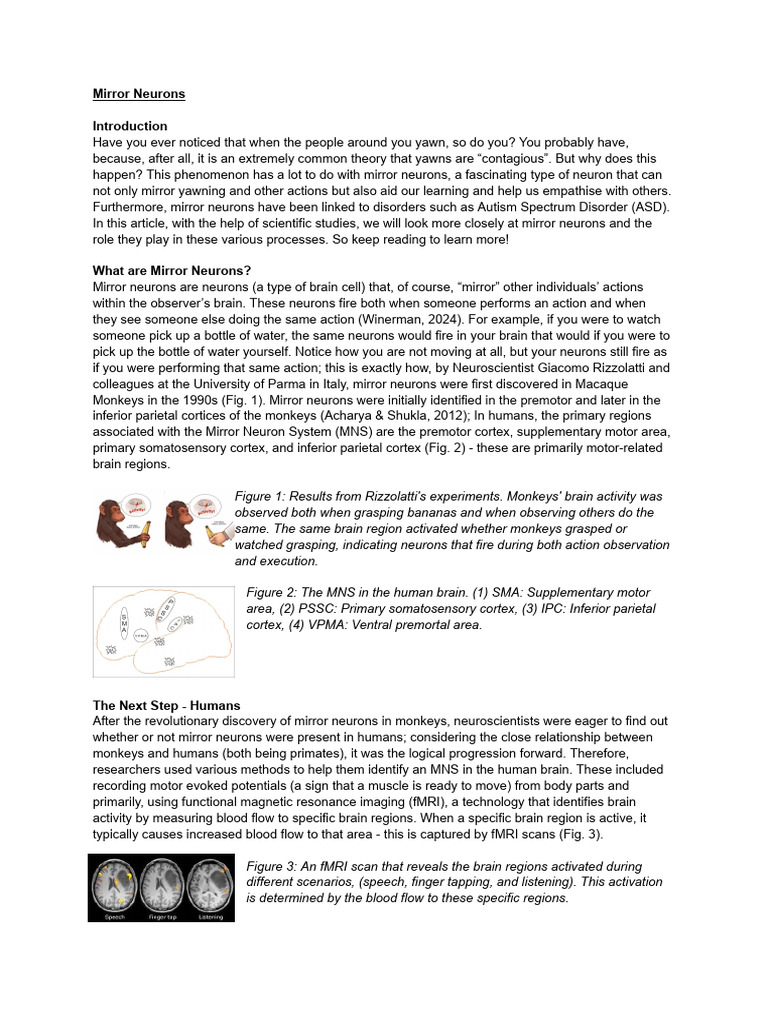 Understanding Mirror Neurons and Empathy | PDF | Neural Oscillation ...