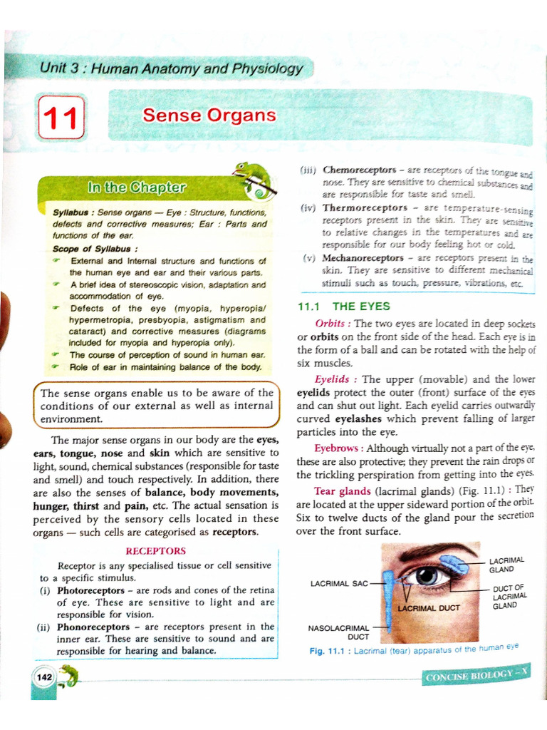 Sense Organs - EYE - EAR | PDF