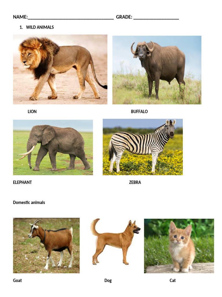 WILD ANIMALS and Wild Animals | PDF