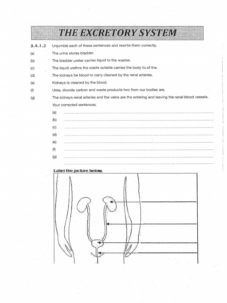 8 - Inside Out - Excretory System WS | PDF