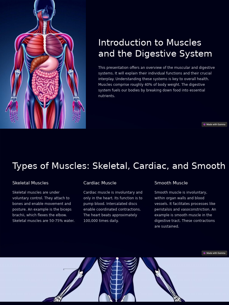 Introduction To Muscles and The Digestive System | PDF | Muscle | Digestion