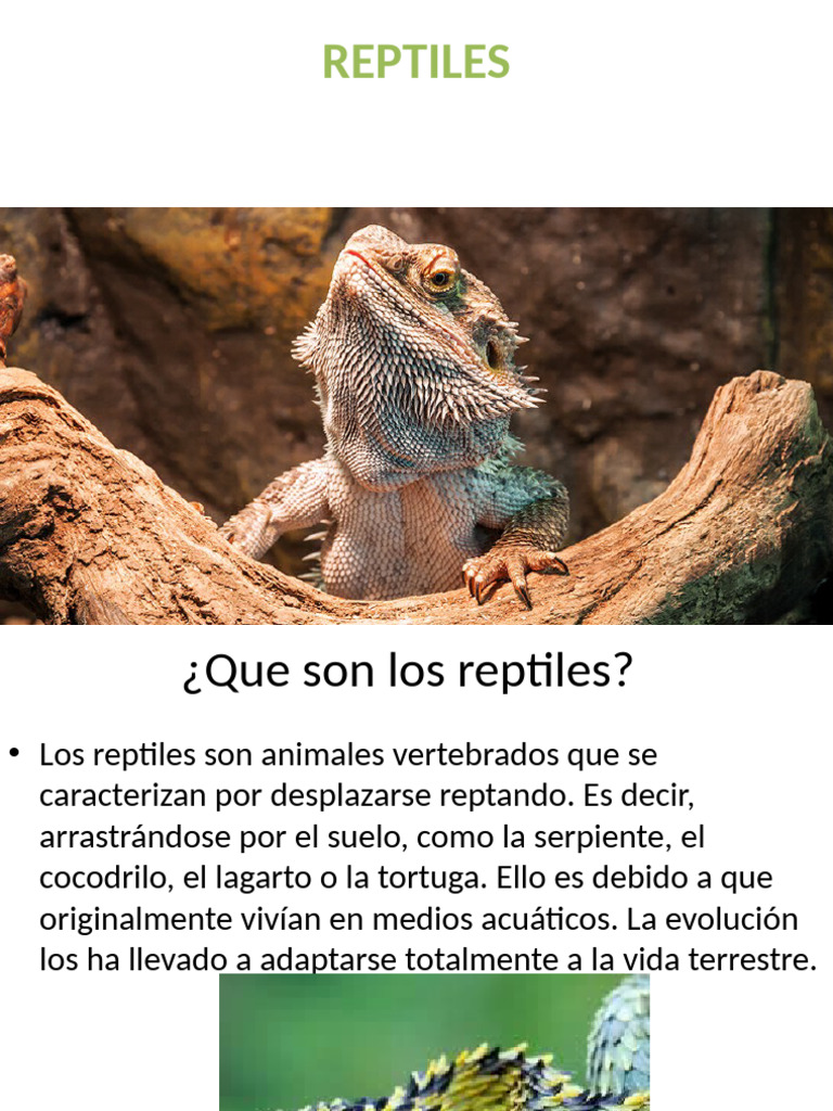 REPTILES | PDF