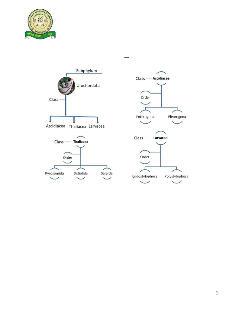 Classification of Urochordata | PDF | Chordates