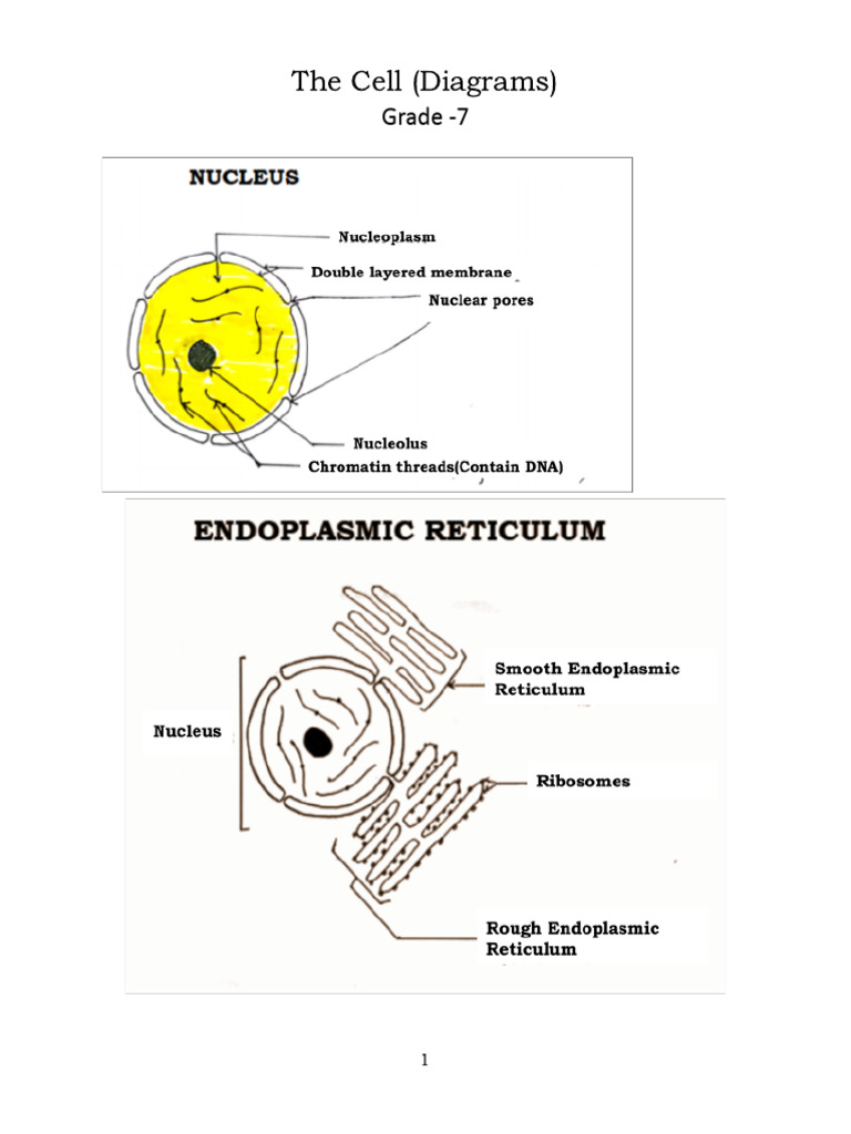 The Cell -Diagrams.docx | PDF