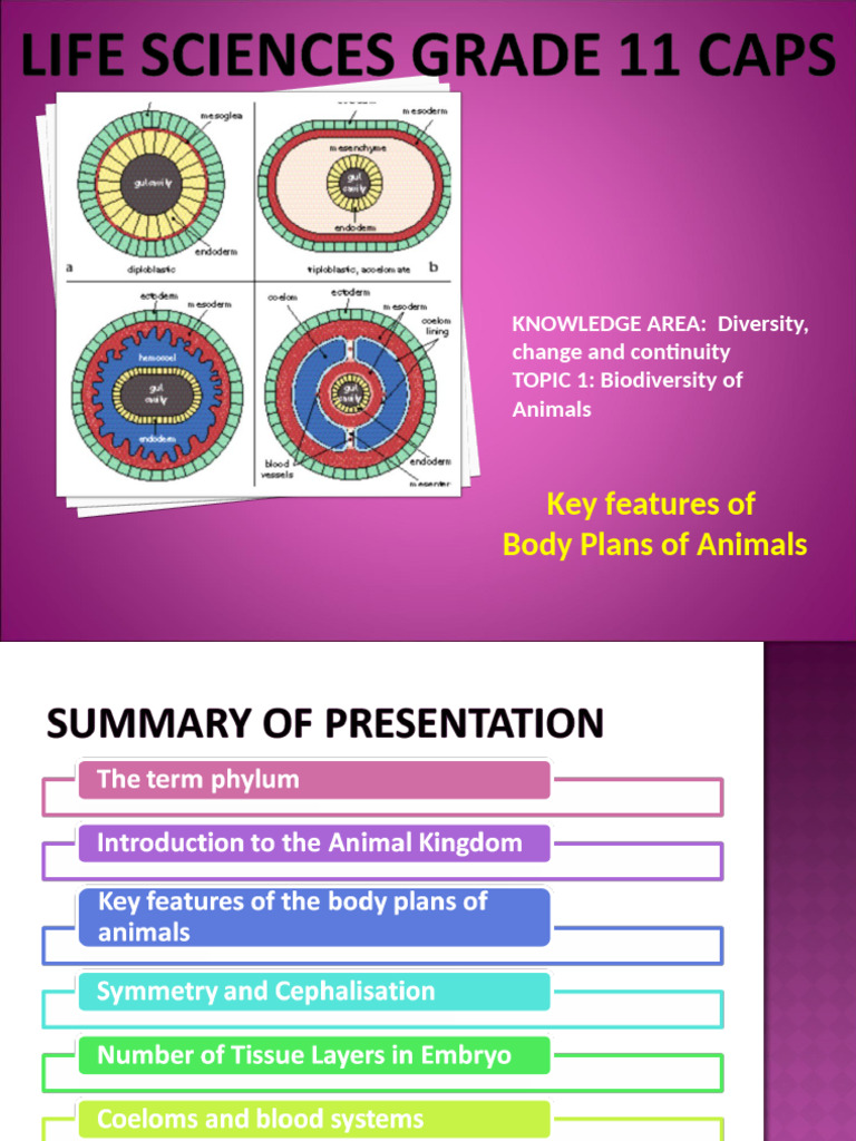 Animal Body Plans and Classification | PDF | Anatomy | Biology