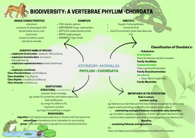 Biodiversity A Vertebrae Phylum - Chordata | PDF | Vertebrates | Organisms