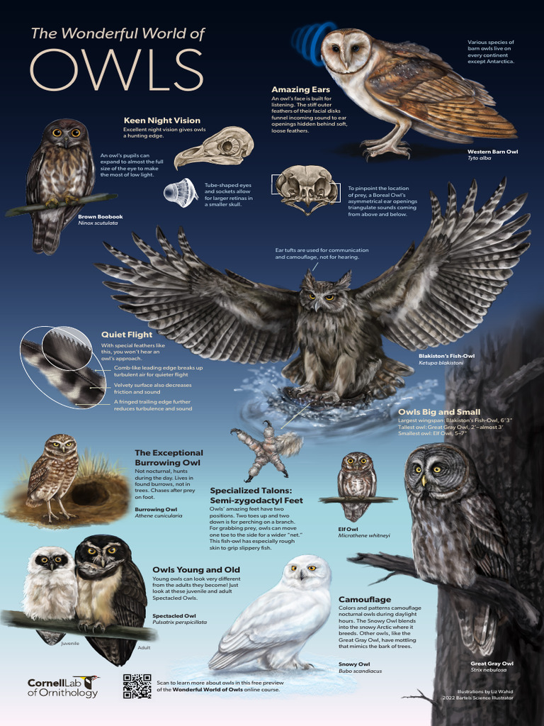 WonderfulWorldOwlsPoster - July 2024 | PDF | Owl | Birds