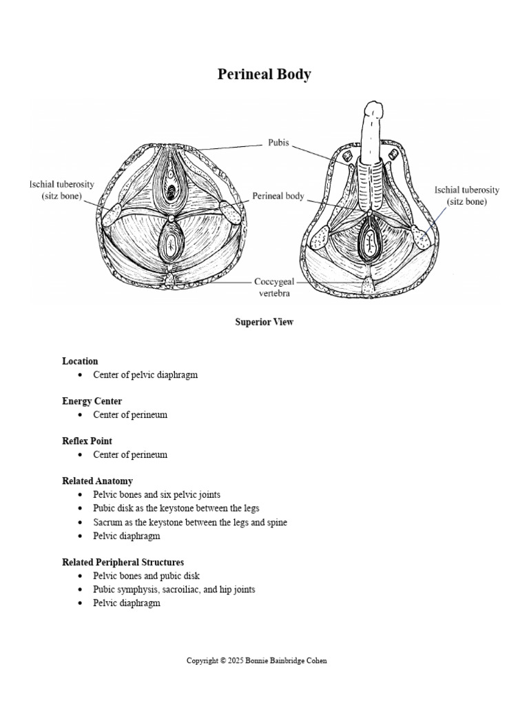 Understanding the Perineal Body Anatomy | PDF