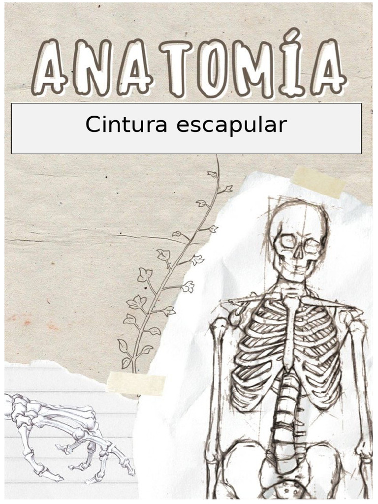 Cintura Escapular | PDF | Anatomía humana | Extremidades (anatomía)
