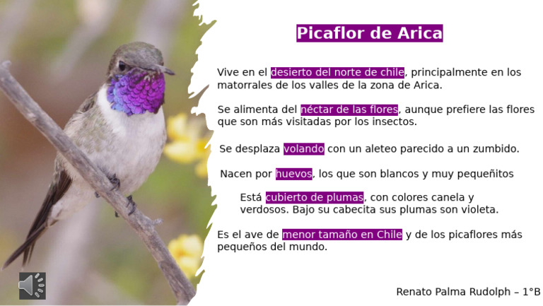 Picaflor de Arica: Características y Hábitat | PDF