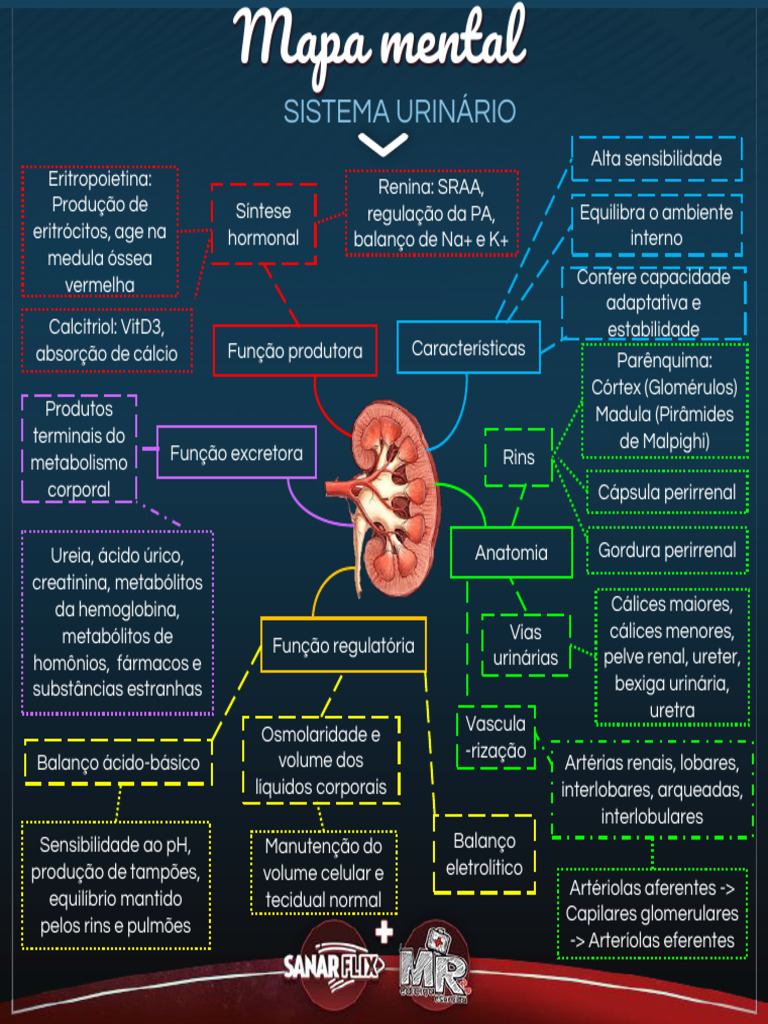 Mapa Mental - Sistema Urinário | PDF | Rim | Sistema urinário