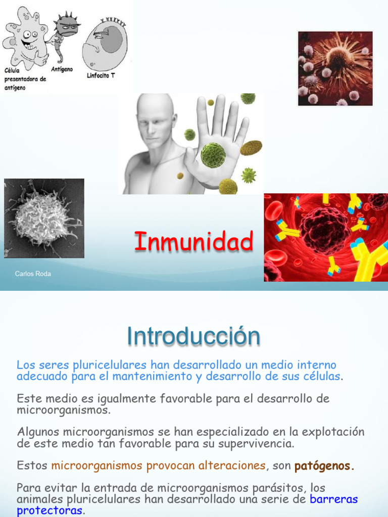 14 Inmunidad | PDF | Sistema inmune | Linfocitos