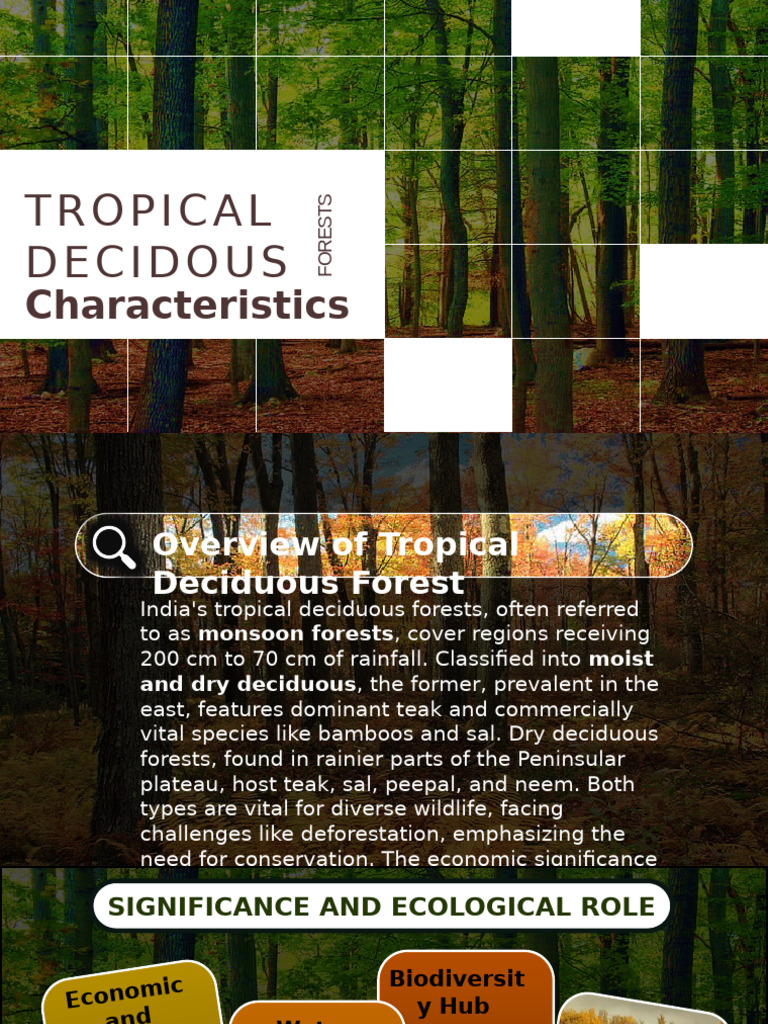 TROPICAL DECIDOUS FOREST (Autosaved) | PDF | Forests | Tropics