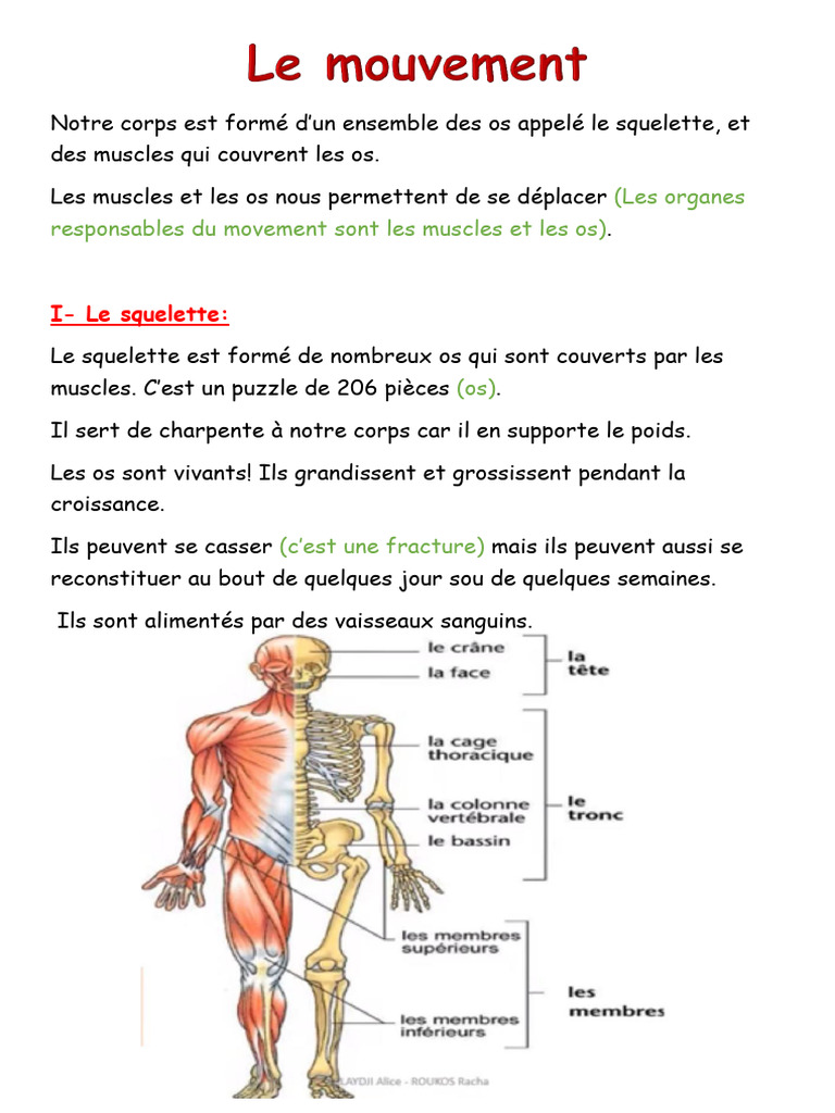 Anatomie du squelette et des muscles | PDF | Os | Squelette