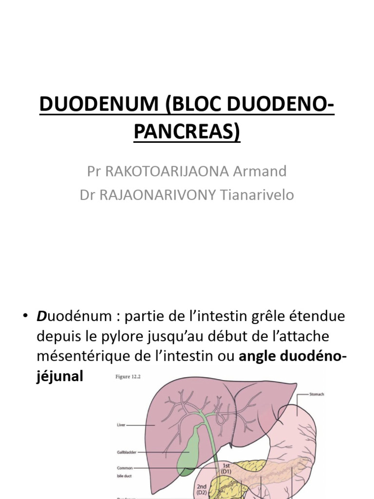 Anatomie du Duodénum et Bloc Pancréatique | PDF | Abdomen | Appareil ...