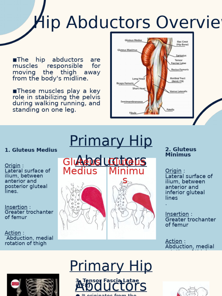 Hip Abductors Overview | PDF | Pelvis | Hip