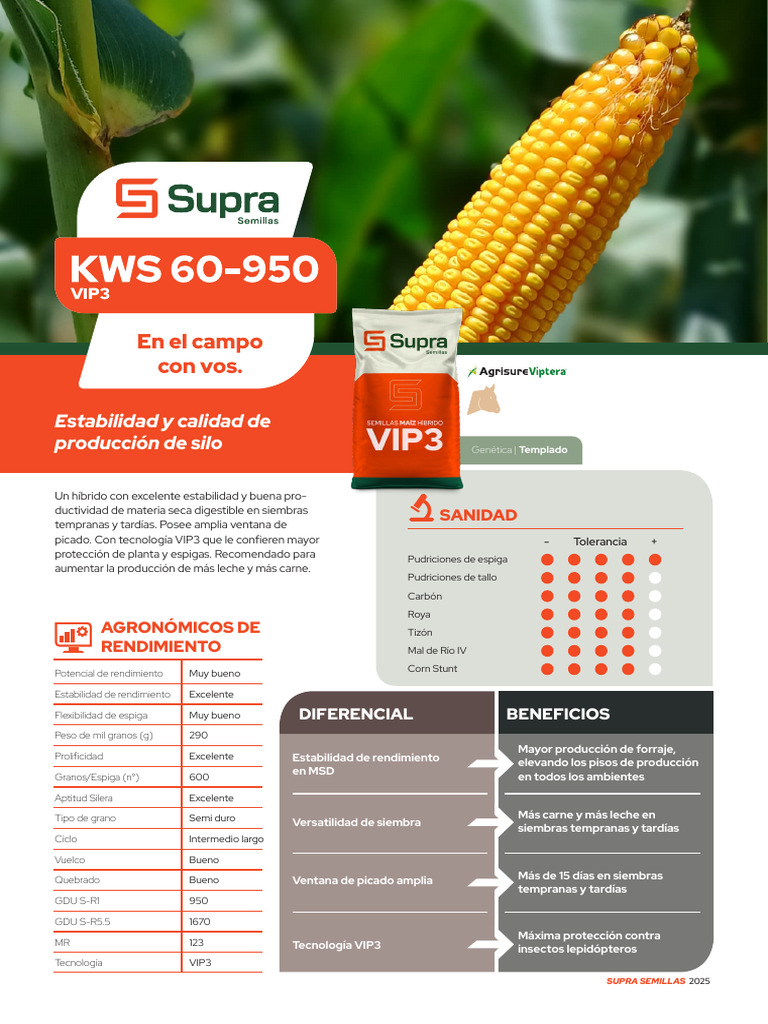 Híbrido KWS 9606: Rendimiento y Estabilidad | PDF | Agricultura