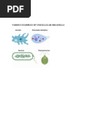 W3 - NOTES - Q2 - G7SCIENCE Unicellular and Multicellular Organisms ...
