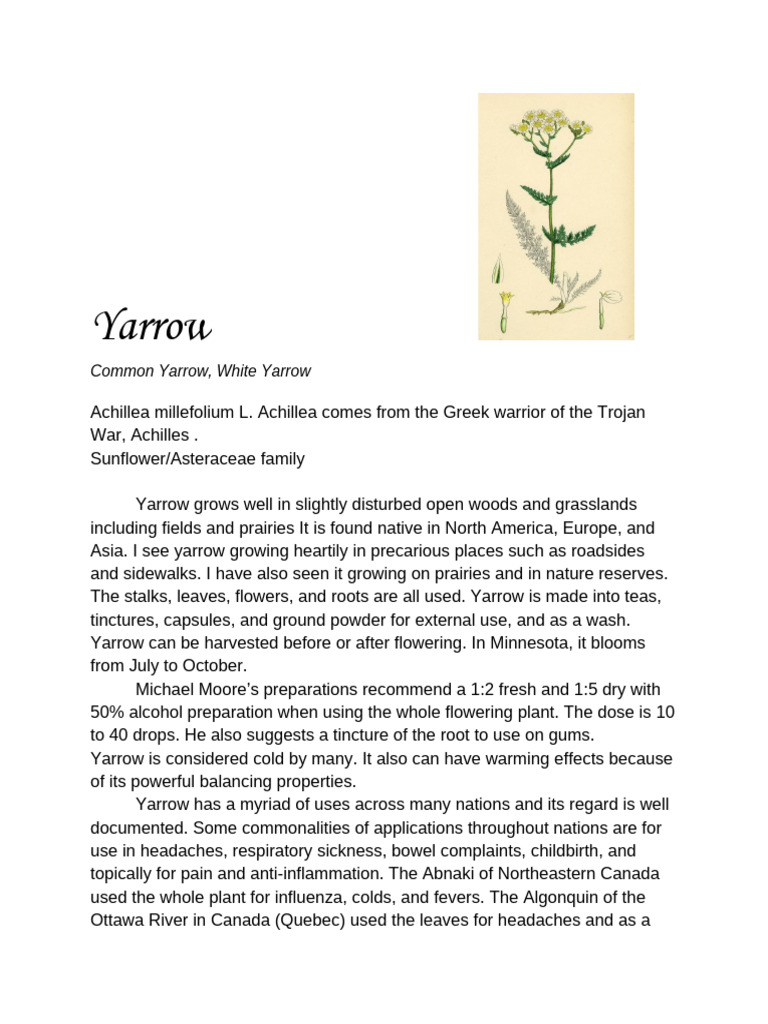 Yarrow: Uses, Benefits, and History | PDF